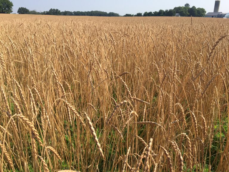Organic Spelt – Venture Heritage Farm